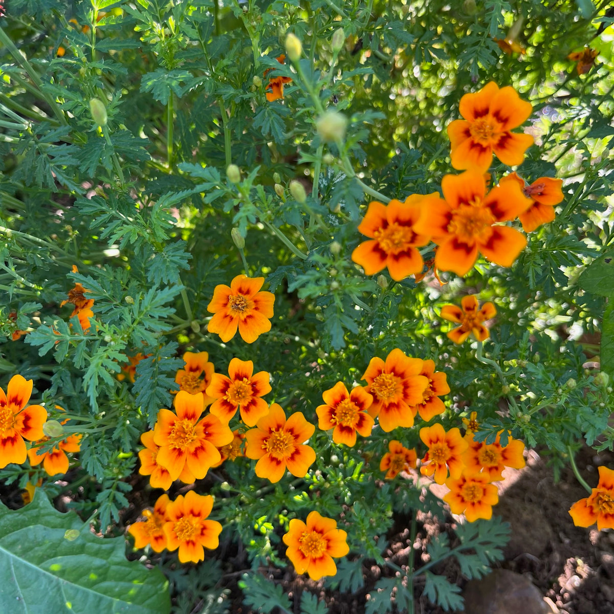 Tangerine Gem Marigold – Revival Seeds