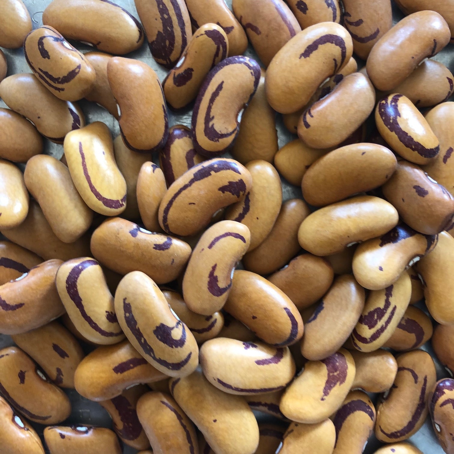 Tiger's Eye Bush Bean – Revival Seeds