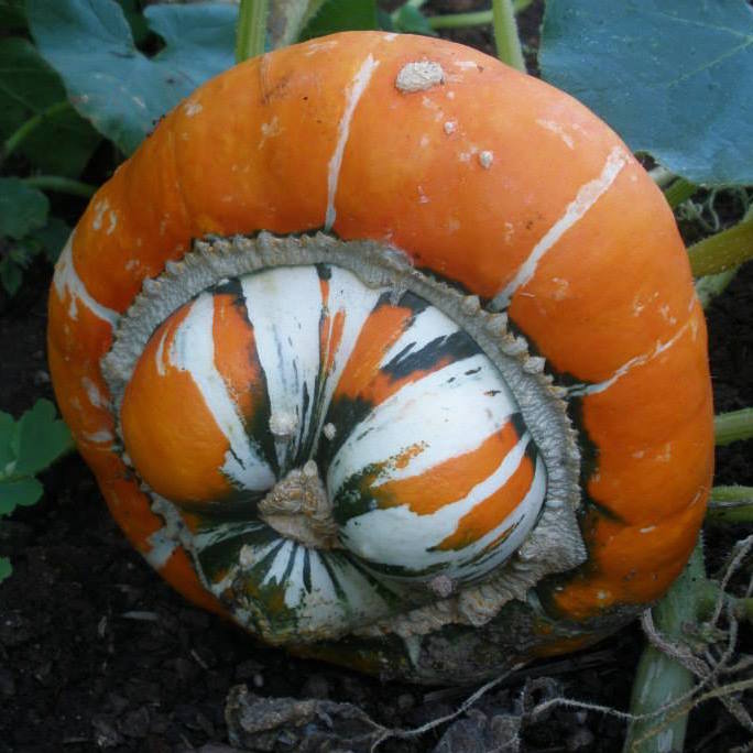 Turk's Turban Squash – Revival Seeds