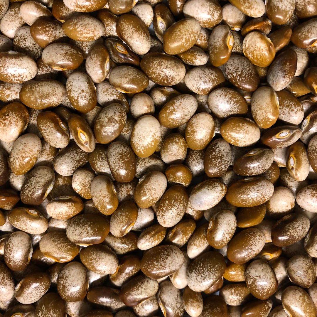 Turkey Craw Pole Bean – Revival Seeds