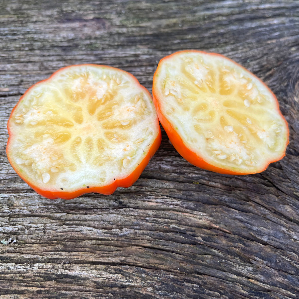 Turkish Orange Eggplant – Revival Seeds