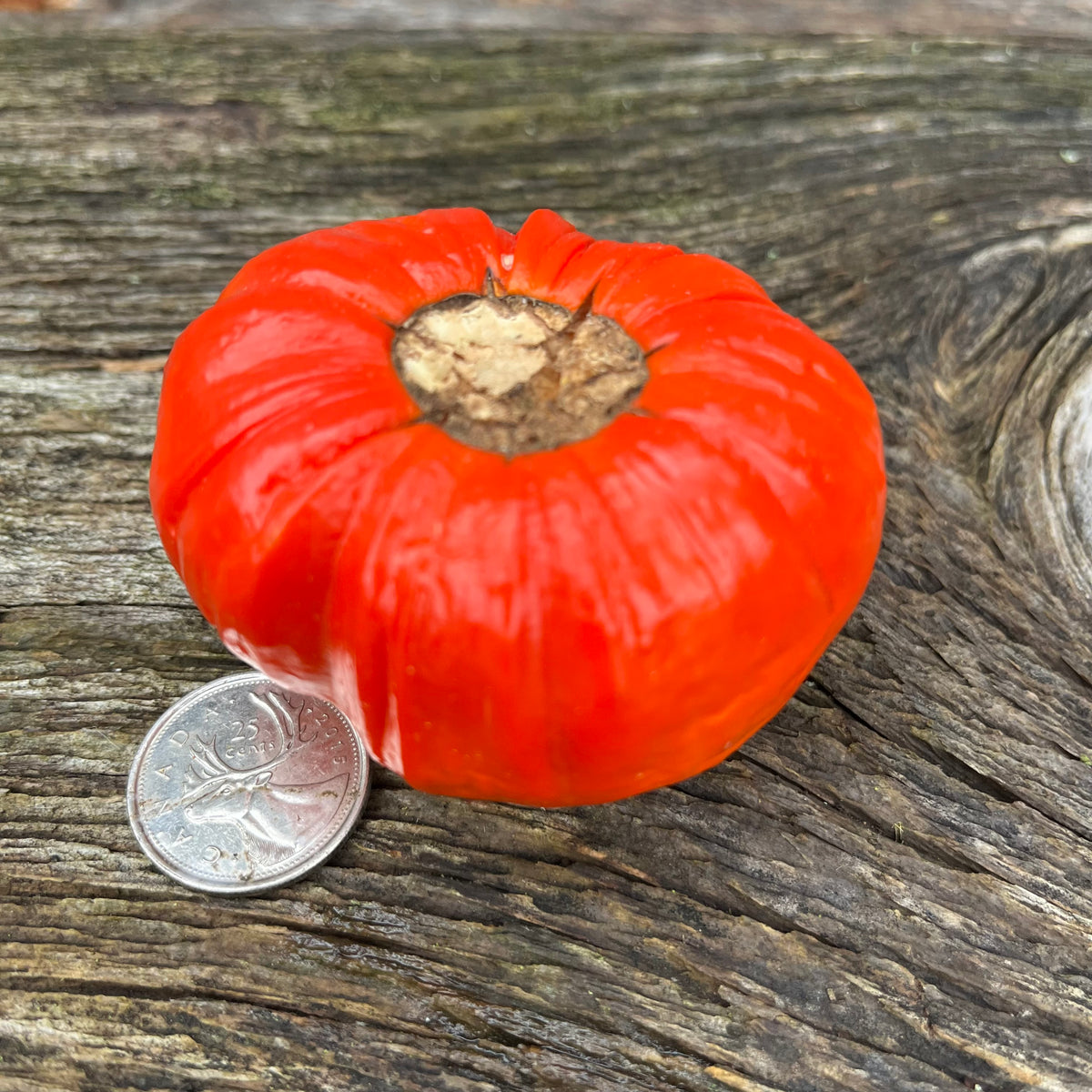Turkish Orange Eggplant – Revival Seeds