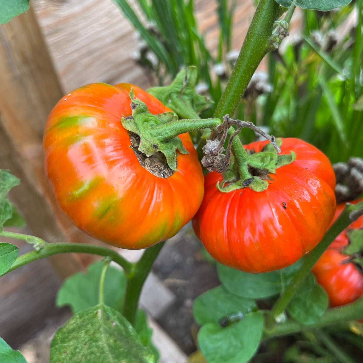 Turkish Orange Eggplant – Revival Seeds