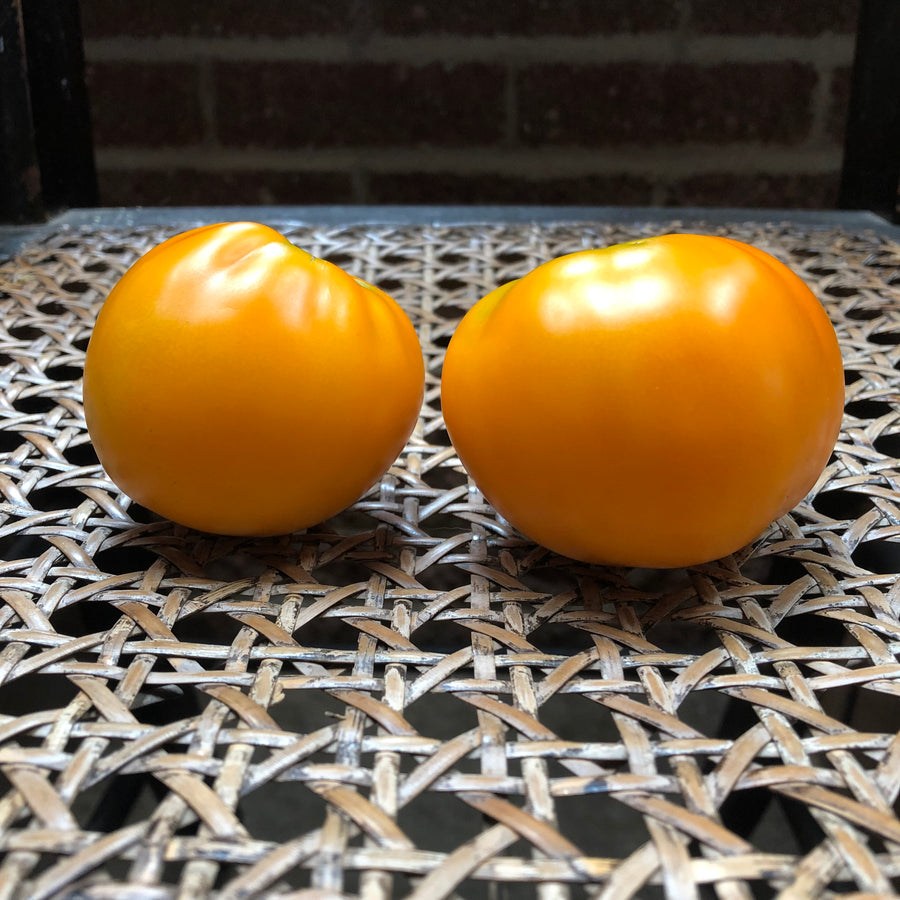 Valencia Tomato – Revival Seeds