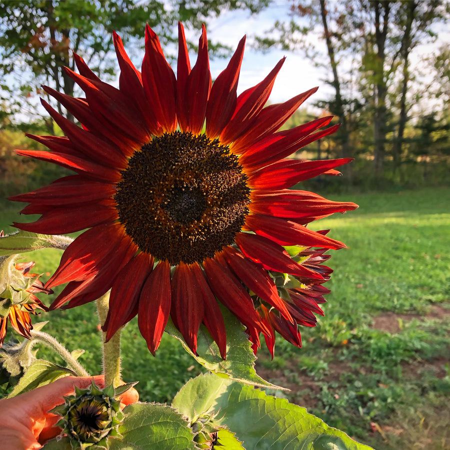 Velvet Queen Sunflower – Revival Seeds