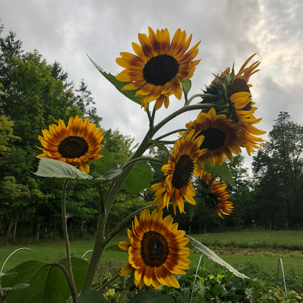 Velvet Queen Sunflower – Revival Seeds