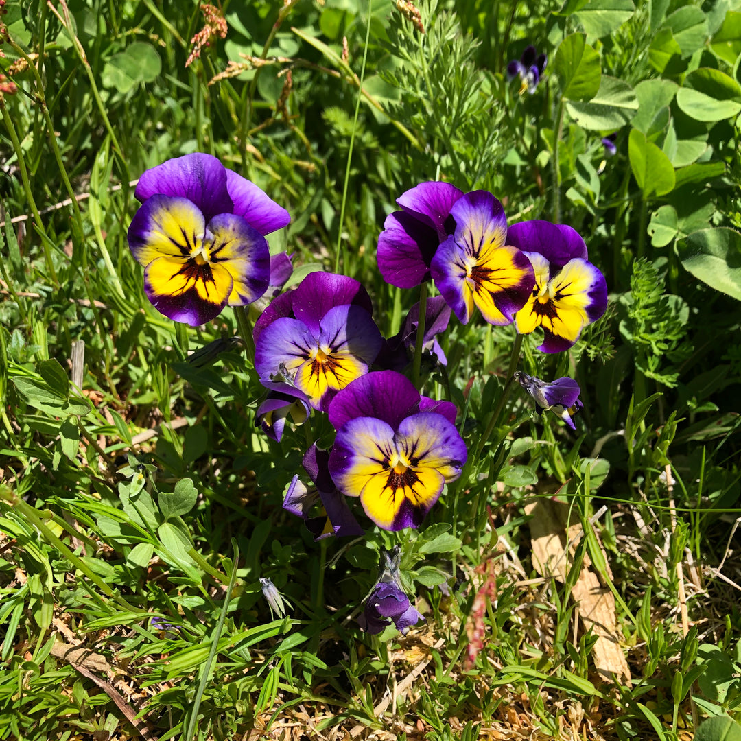 Viola (Johnny Jump-Ups) – Revival Seeds