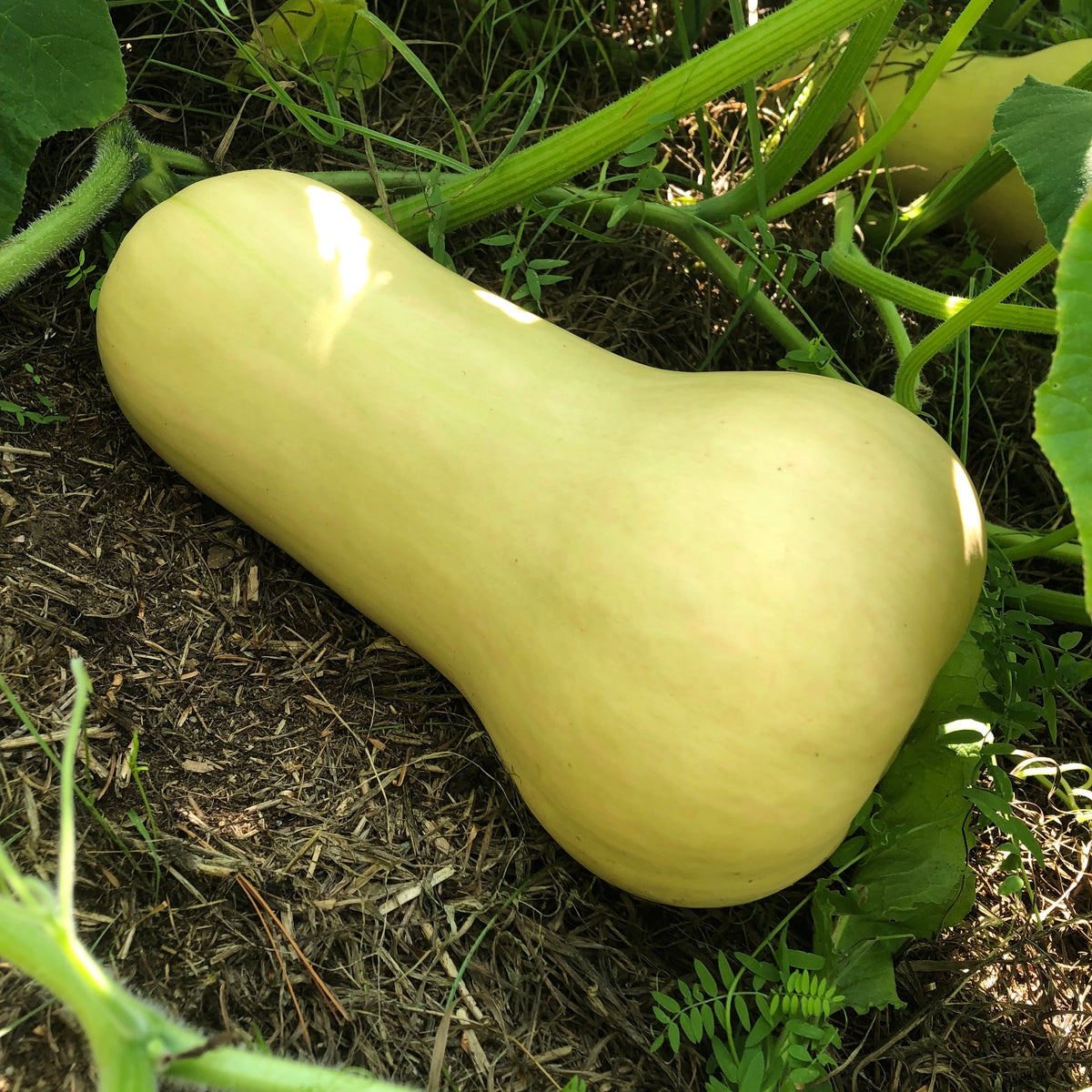 Waltham Graysville Butternut Squash – Revival Seeds