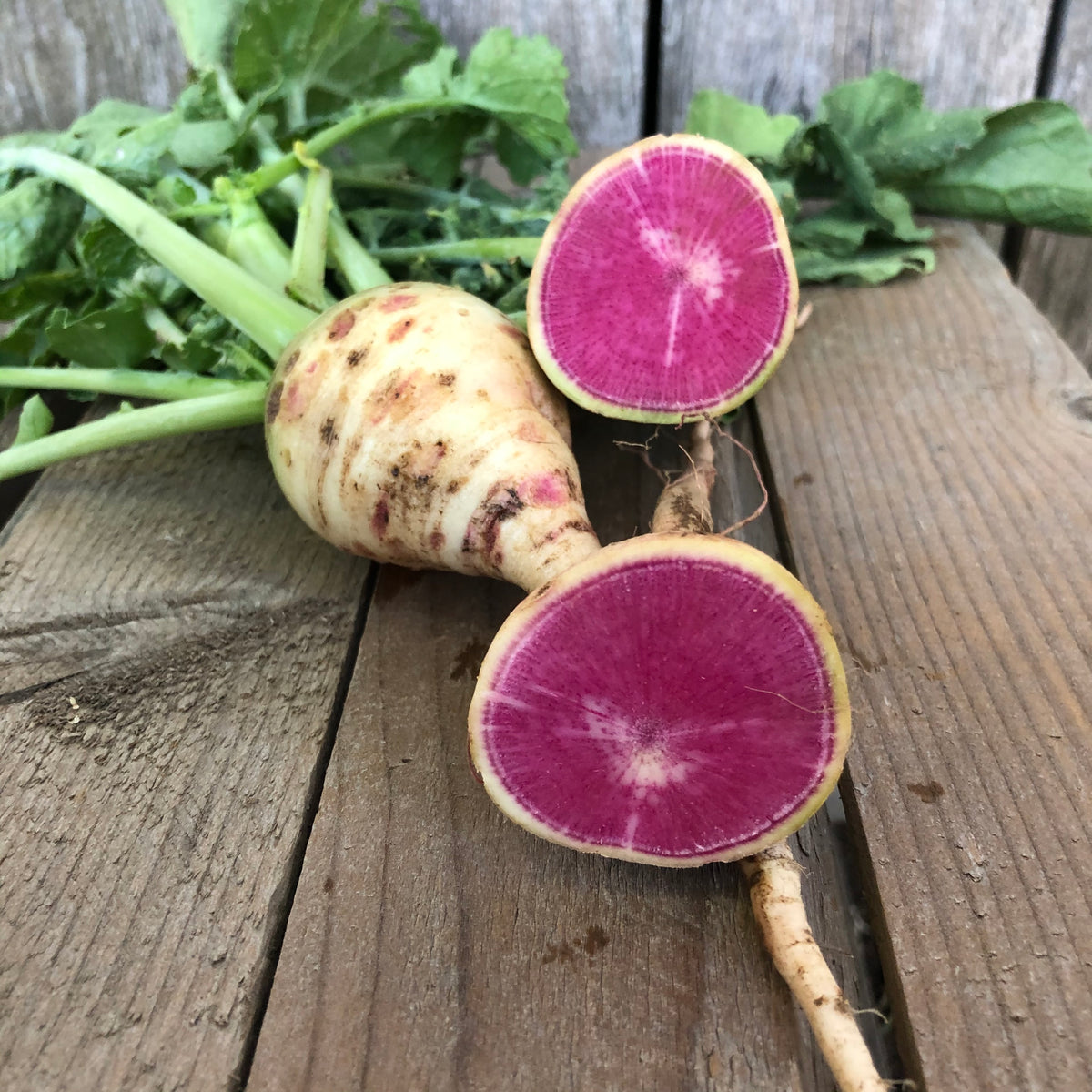 Watermelon Radish – Revival Seeds