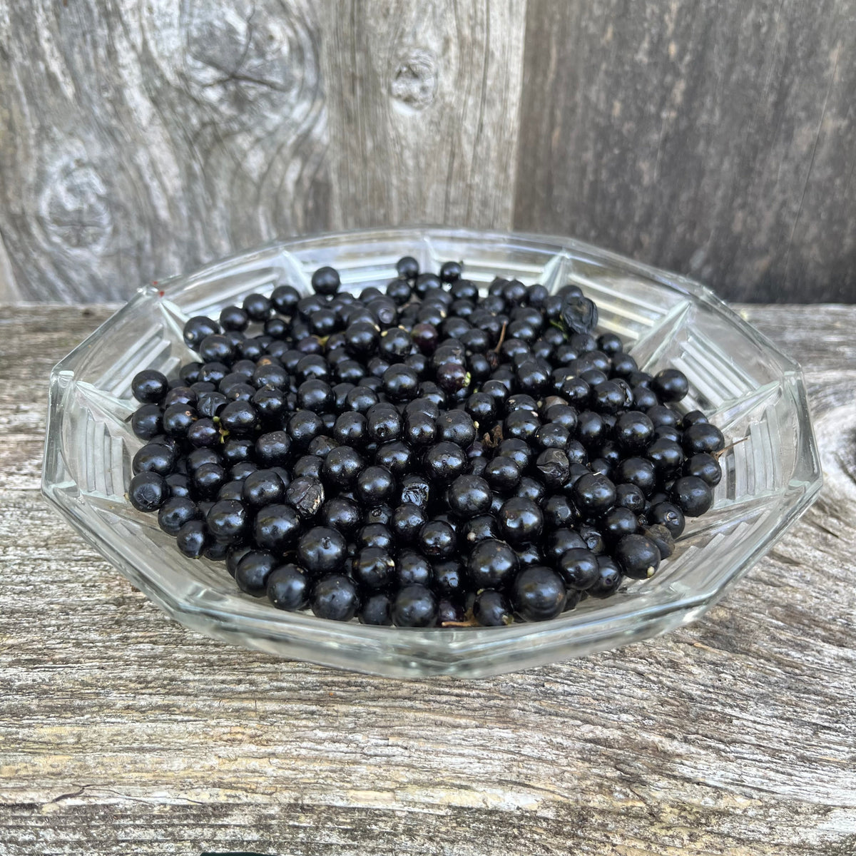 Wonderberry – Revival Seeds