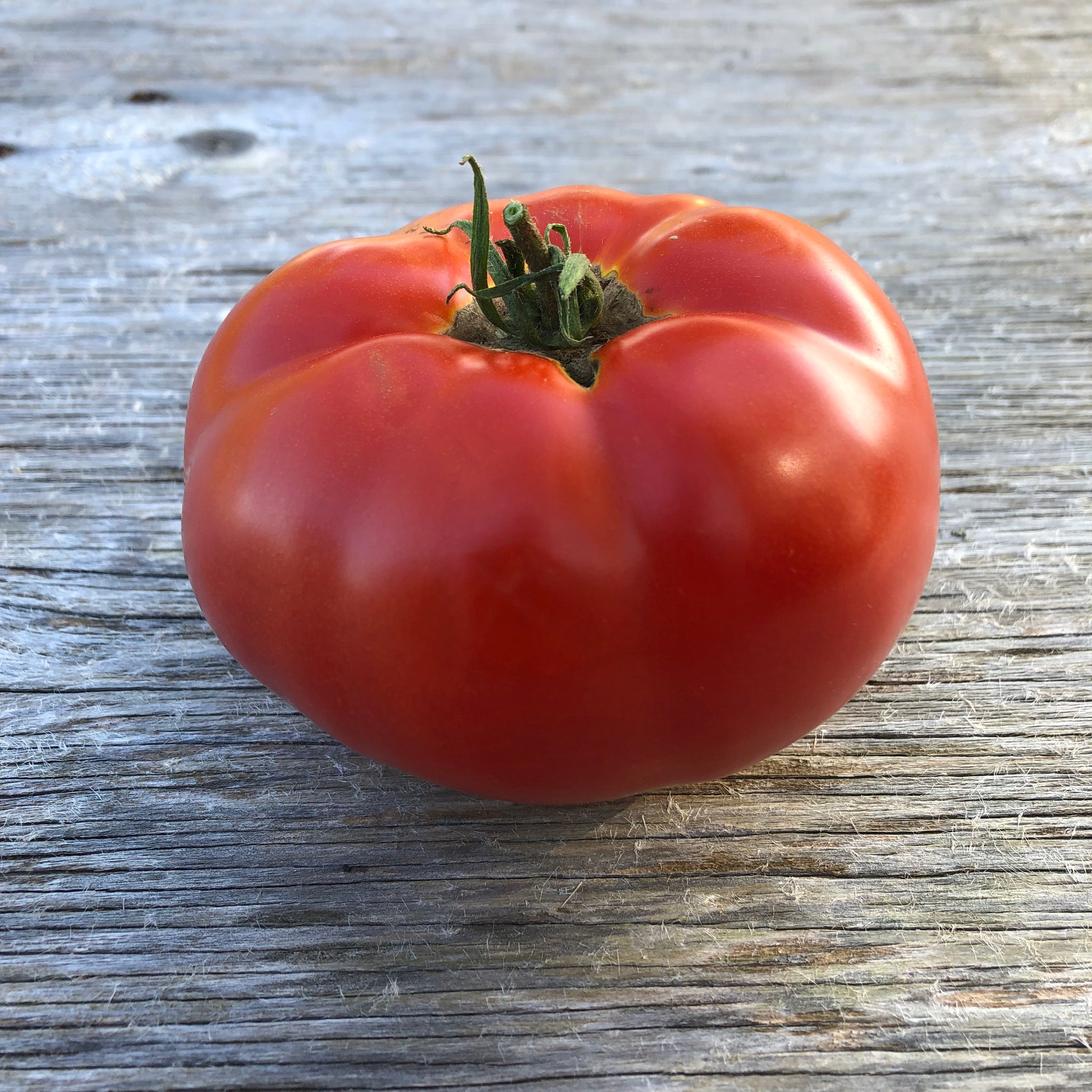 Zarnitsa Tomato – Revival Seeds