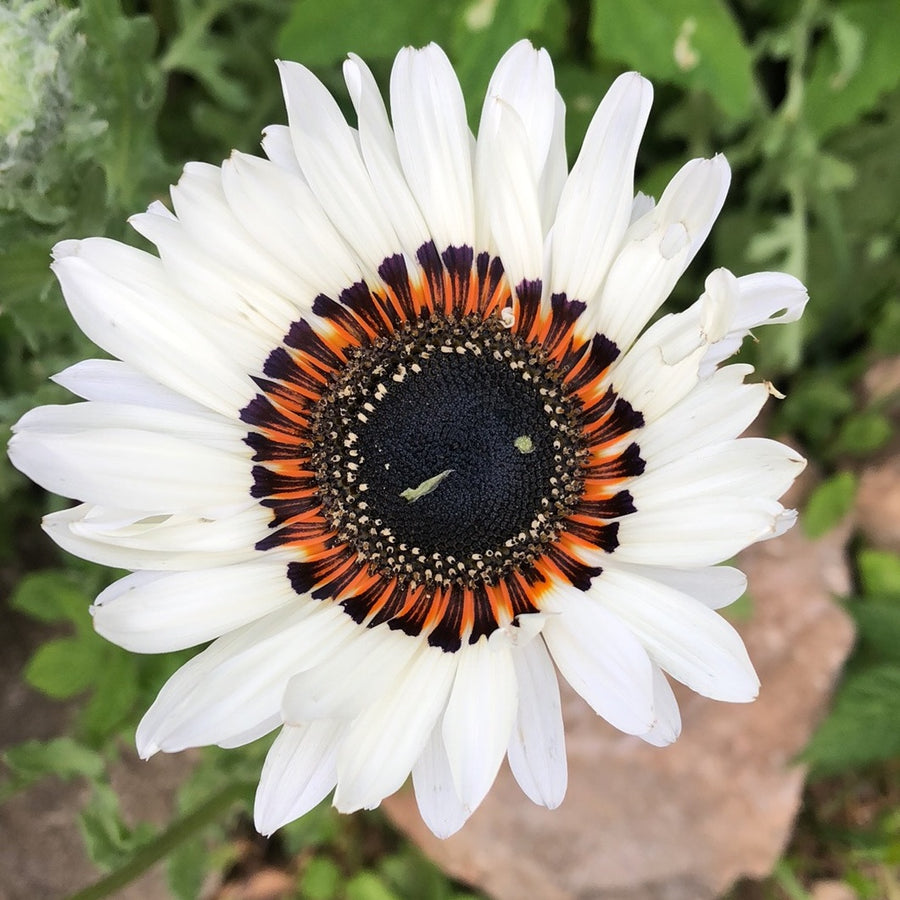 Zulu Prince Daisy – Revival Seeds