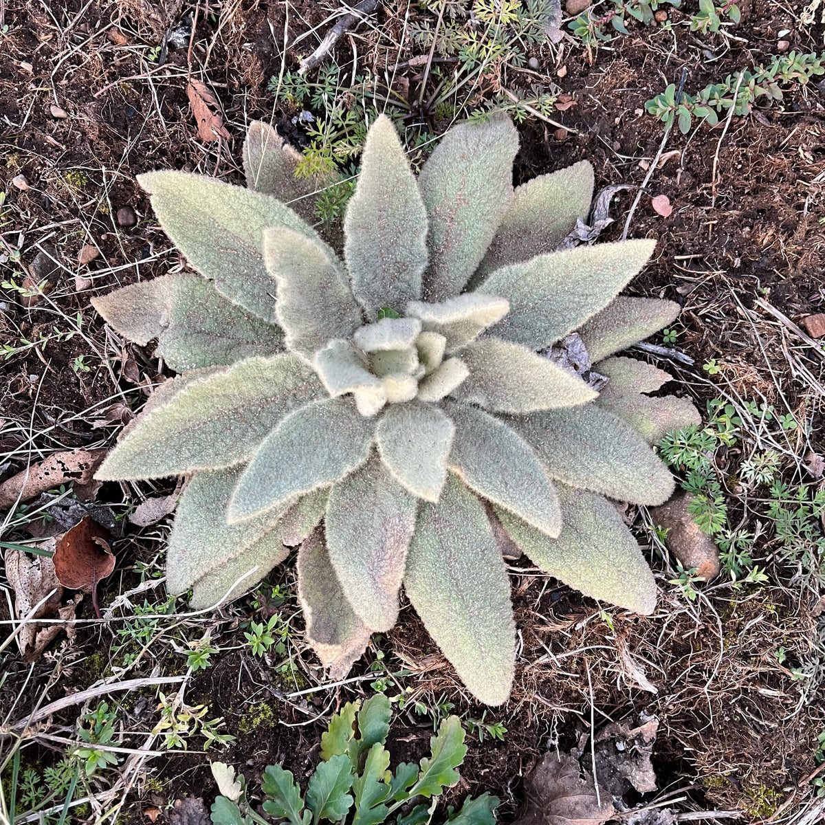 Common Mullein – Revival Seeds