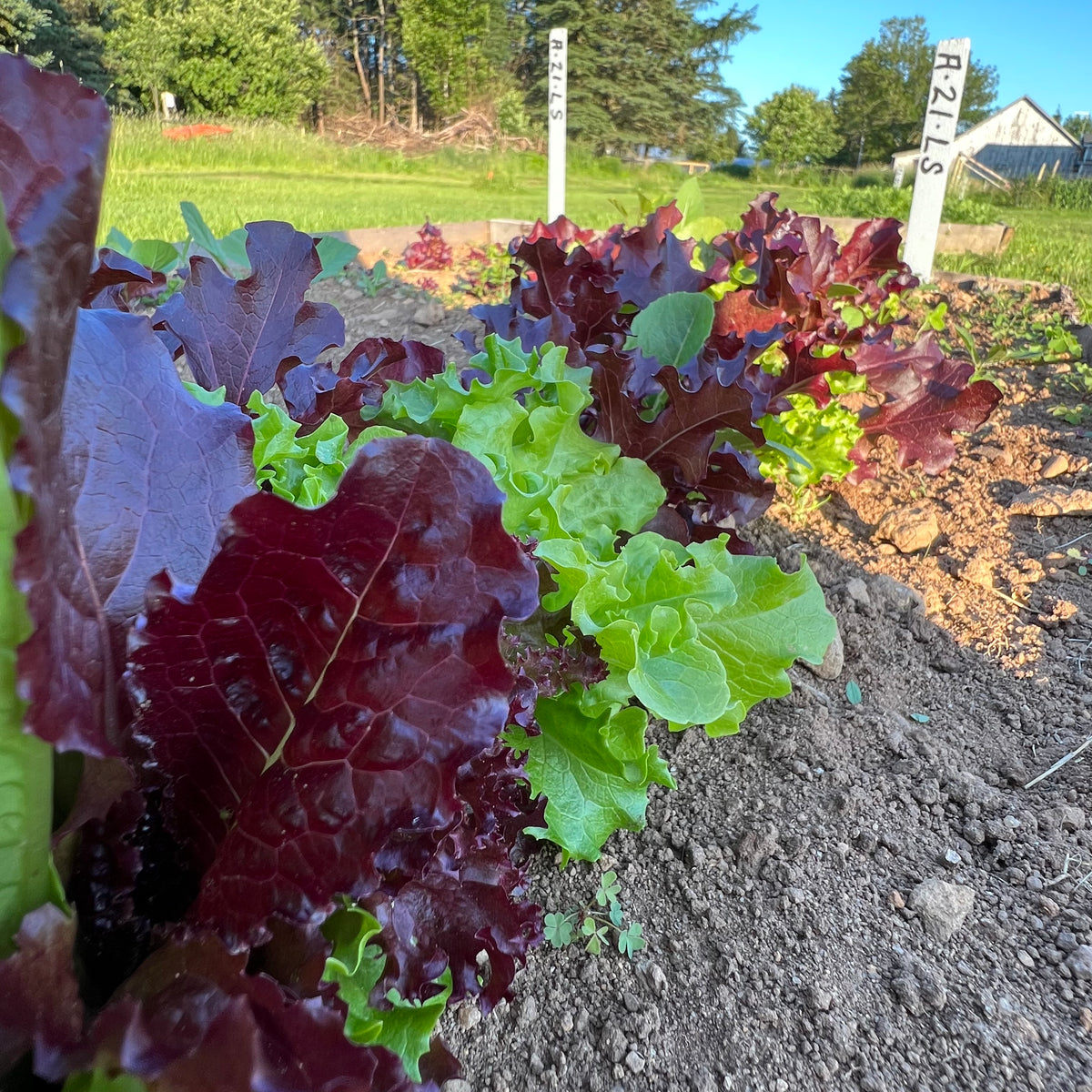 Gourmet Lettuce Mix – Revival Seeds