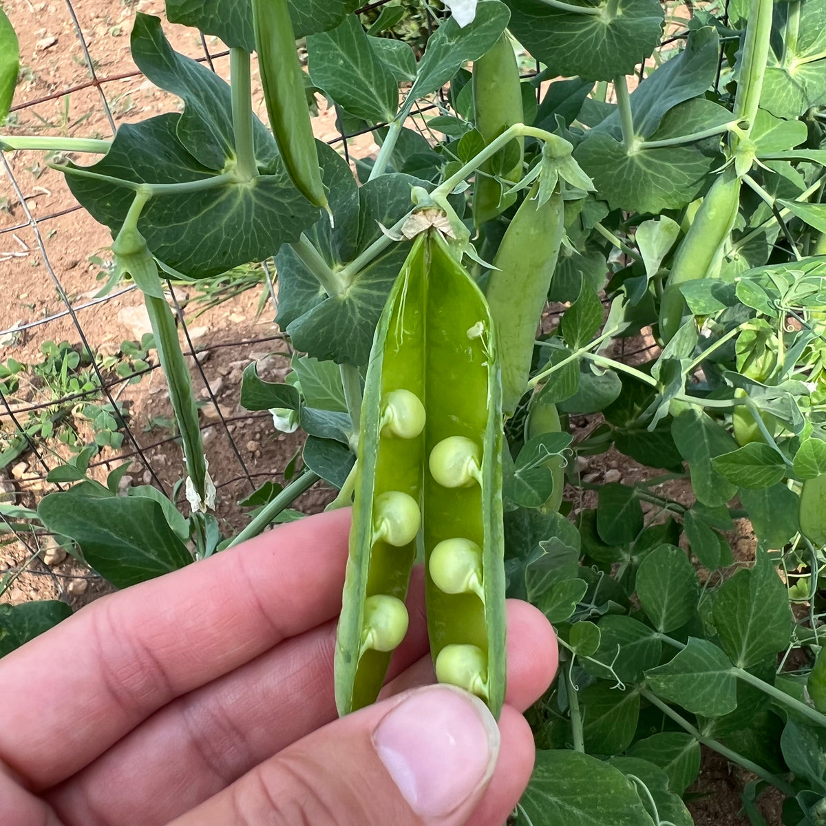 Prussian Blue Pea – Revival Seeds