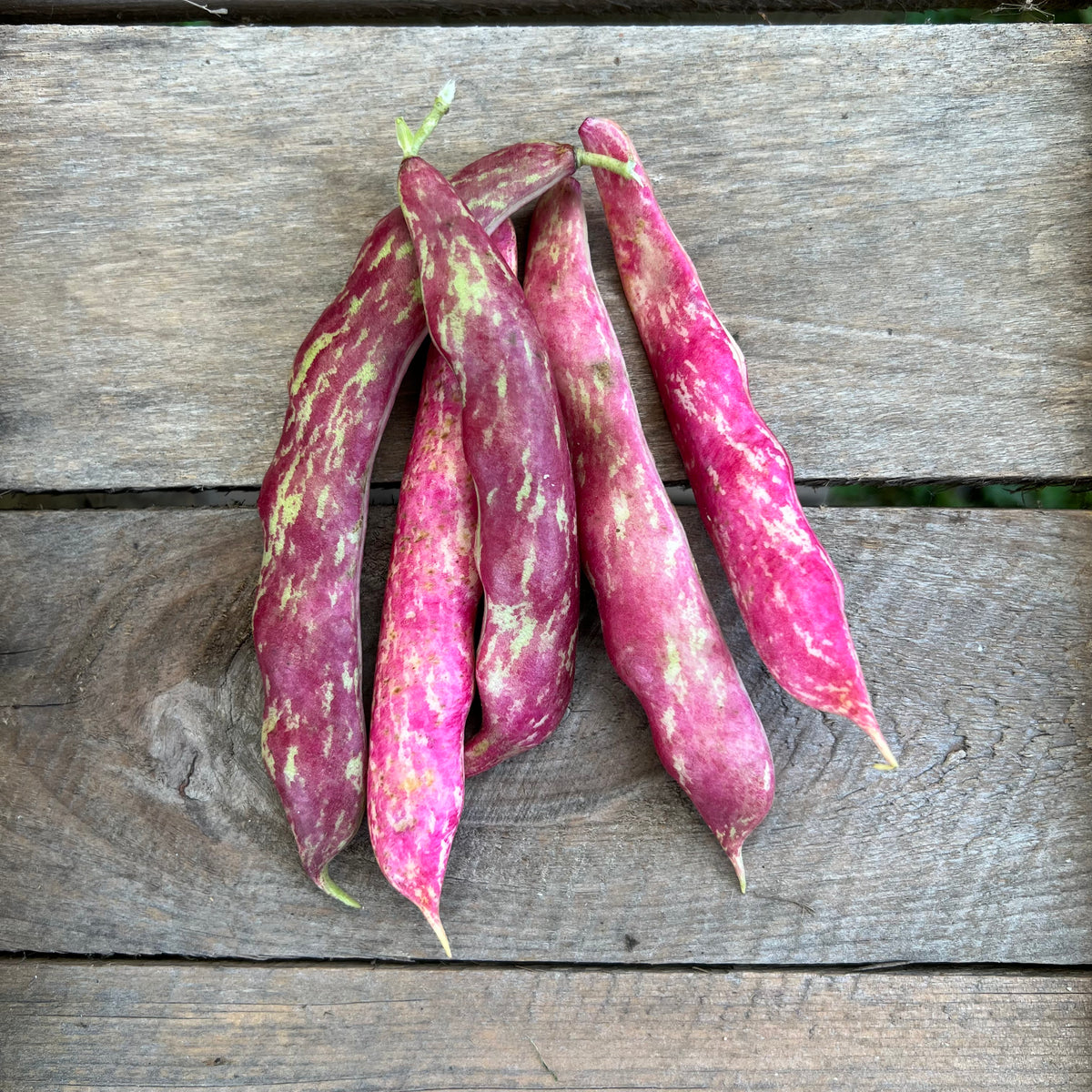 Chester Reese Horticultural Bush Bean – Revival Seeds