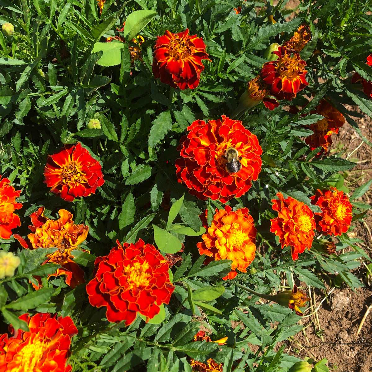 Queen Sophia Marigold – Revival Seeds