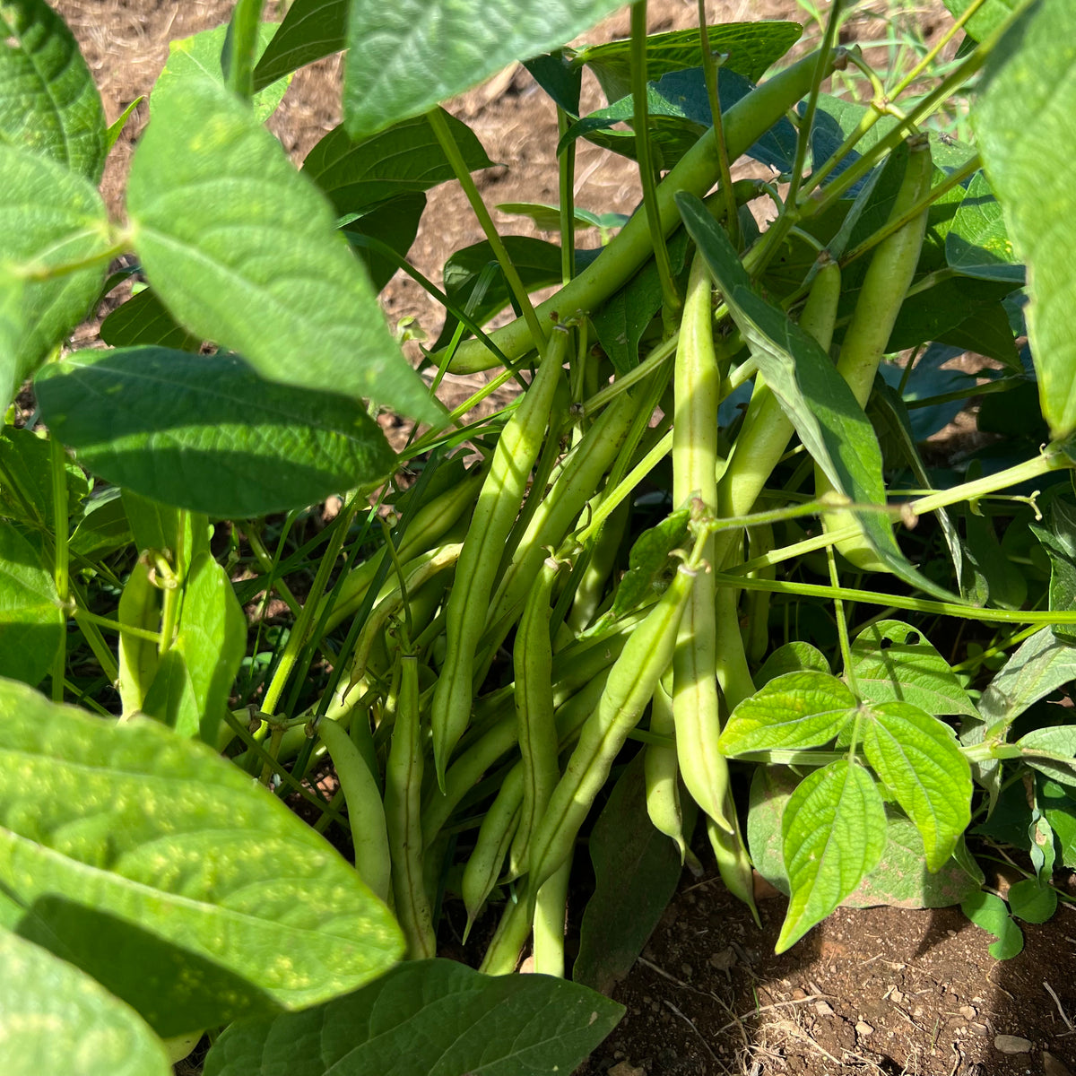 Provider Bush Bean – Revival Seeds