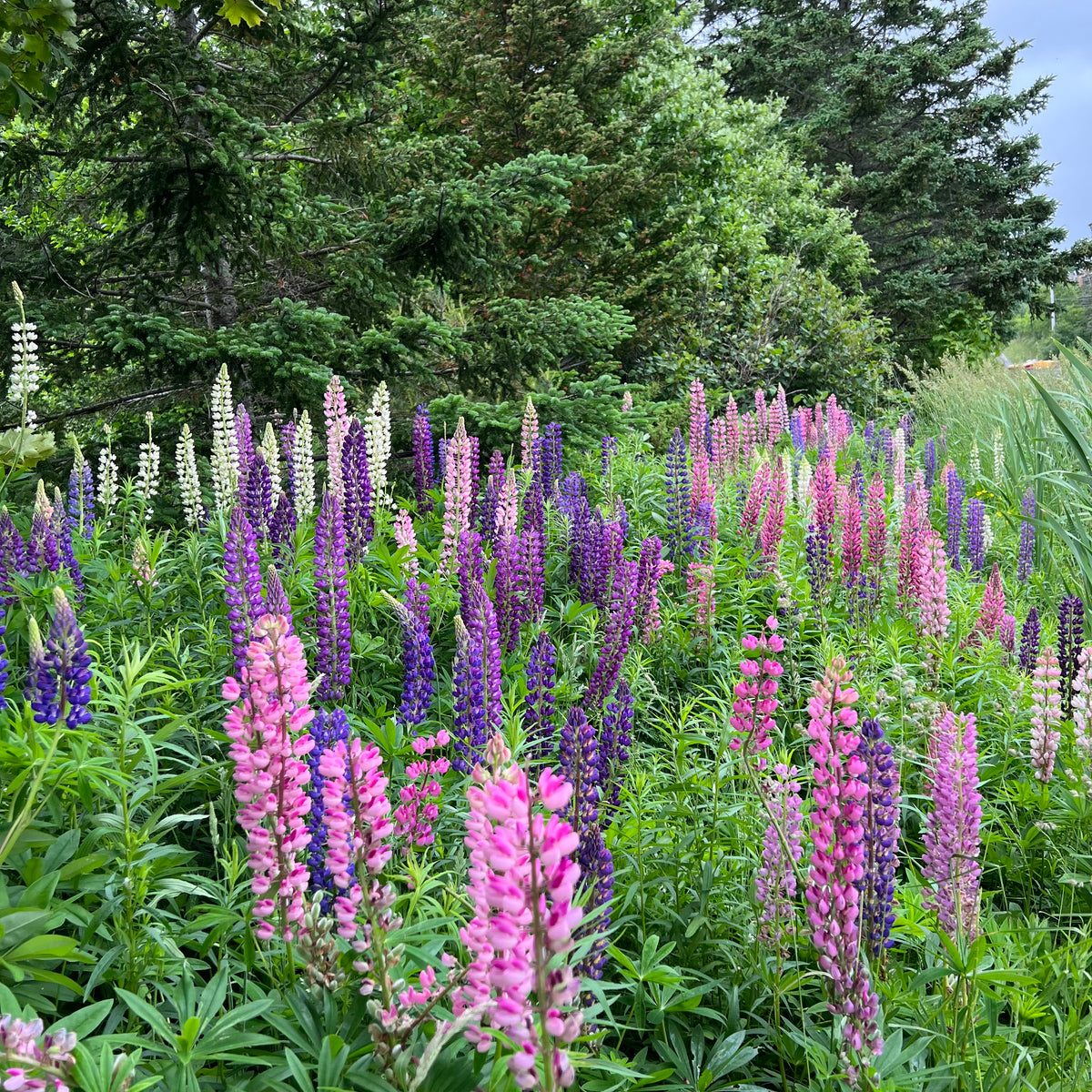 Nova Scotia Lupin Mix – Revival Seeds