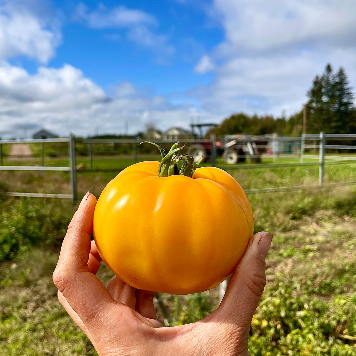 Valencia Tomato – Revival Seeds