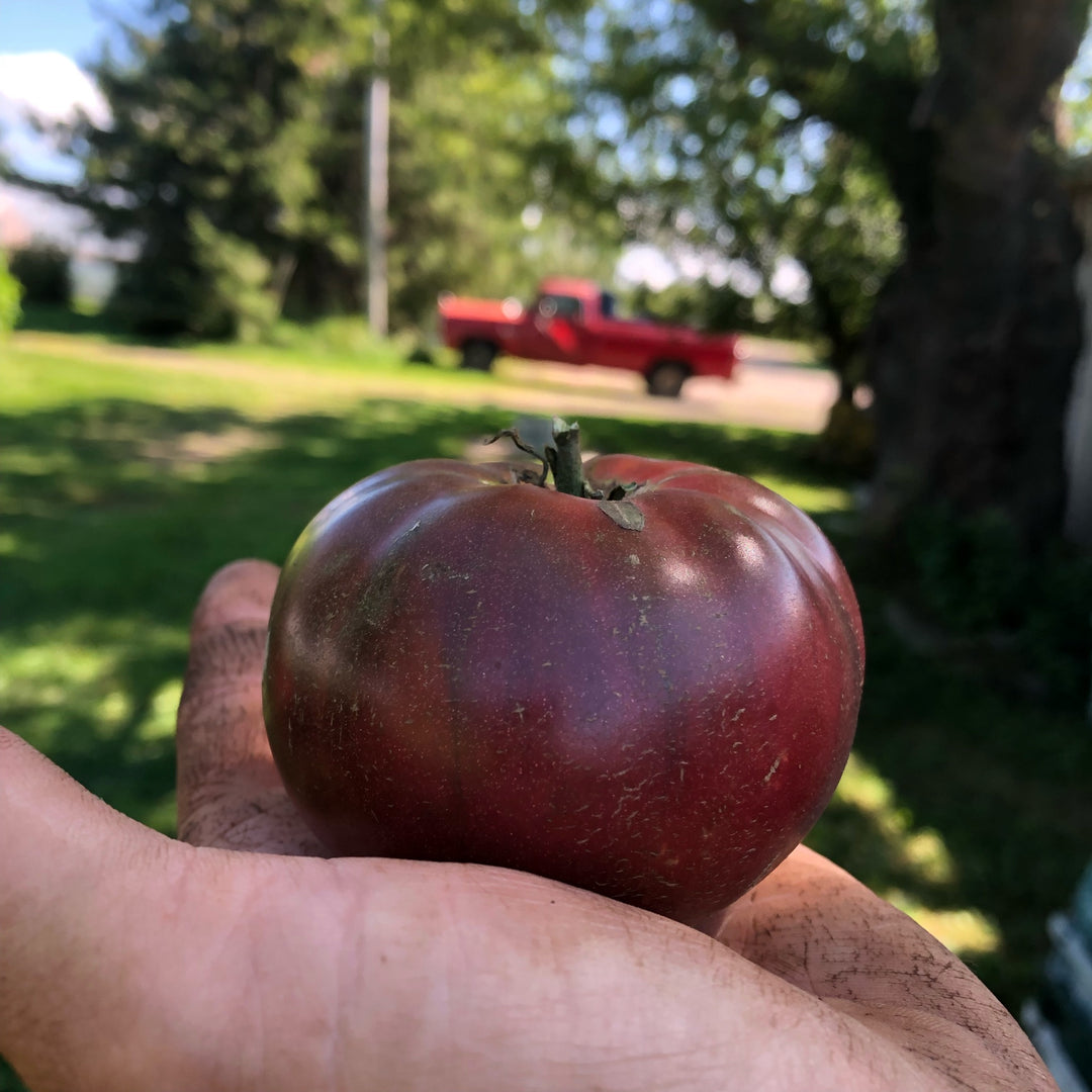 Byrka's Blue Tomato – Revival Seeds