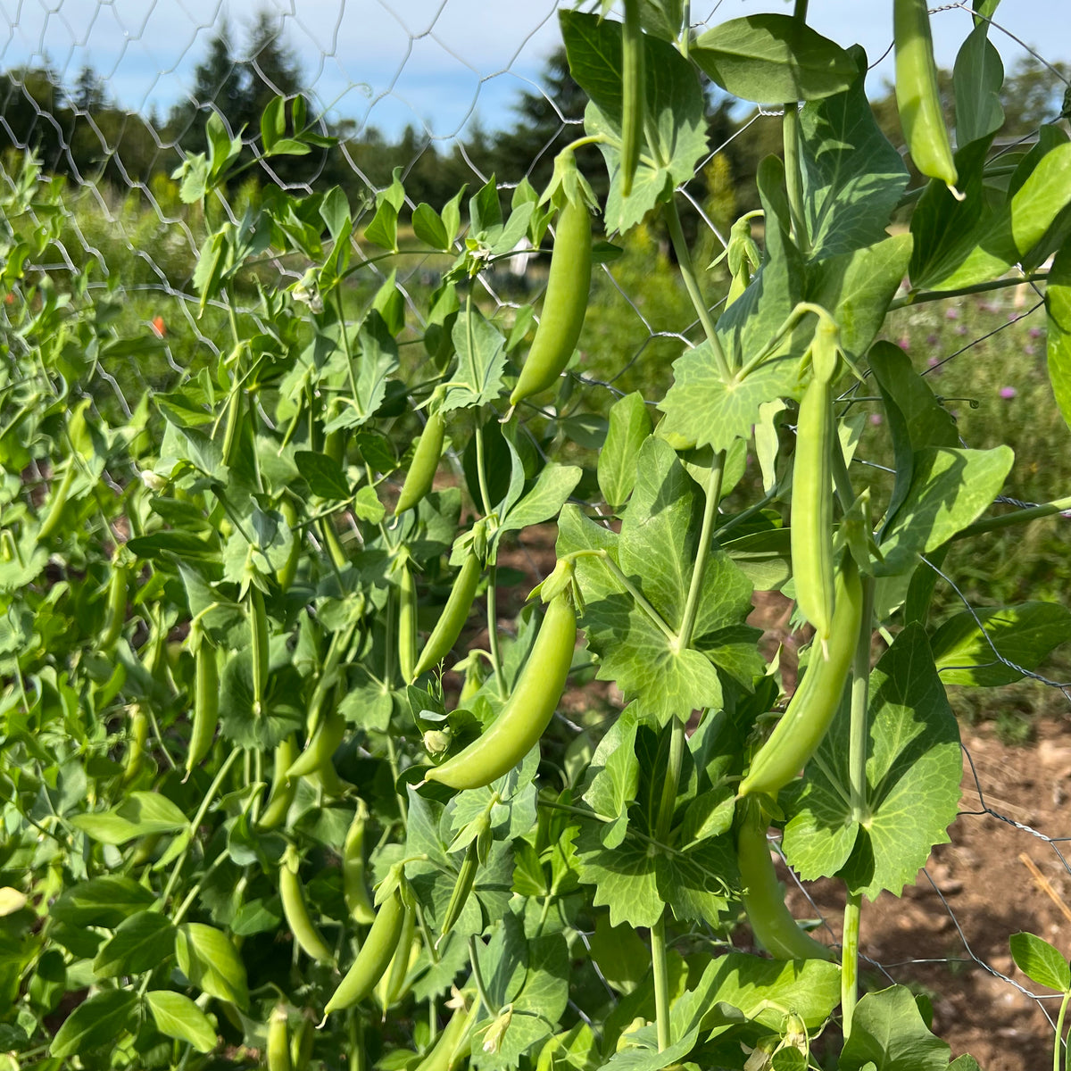 Risser Sickle Pea – Revival Seeds