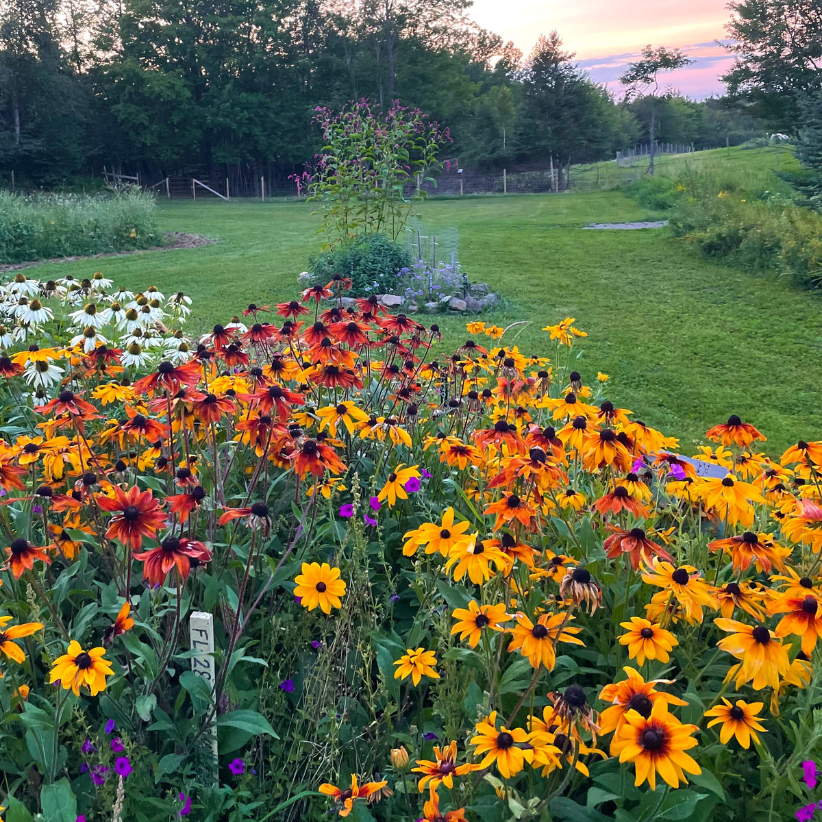 Gloriosa Daisy – Revival Seeds