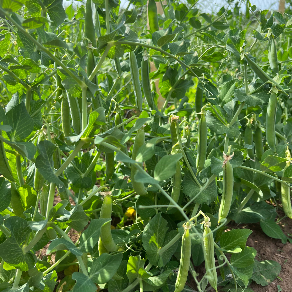 Homesteader Pea – Revival Seeds