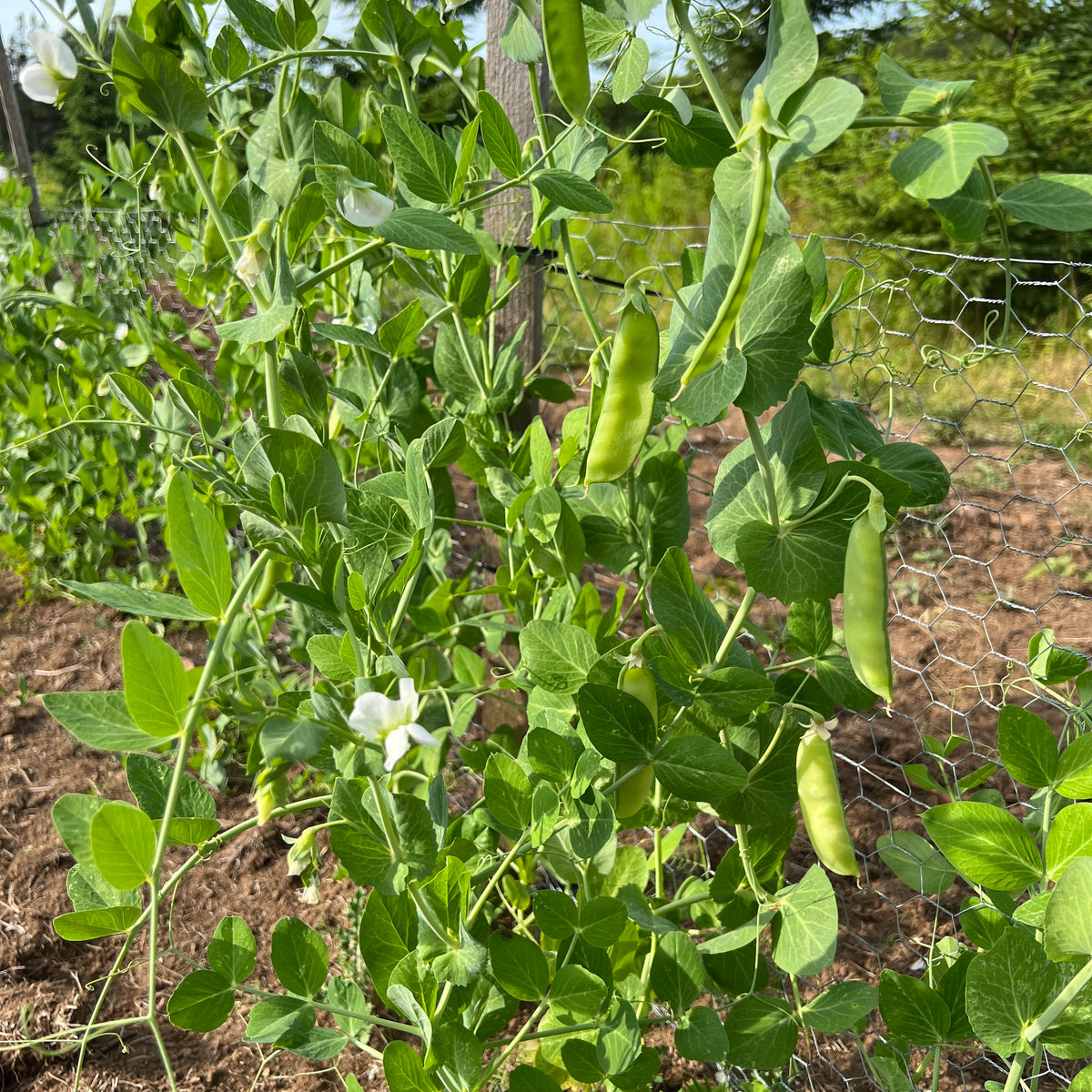Mammoth Melting Sugar Snow Pea – Revival Seeds