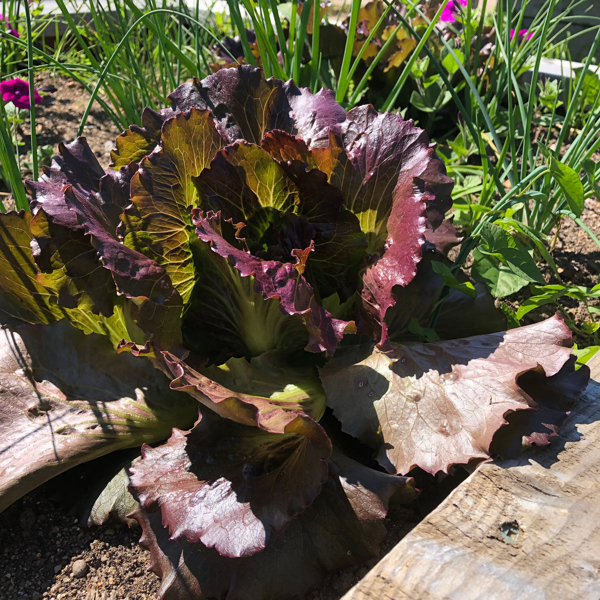 Red Iceberg Lettuce – Revival Seeds