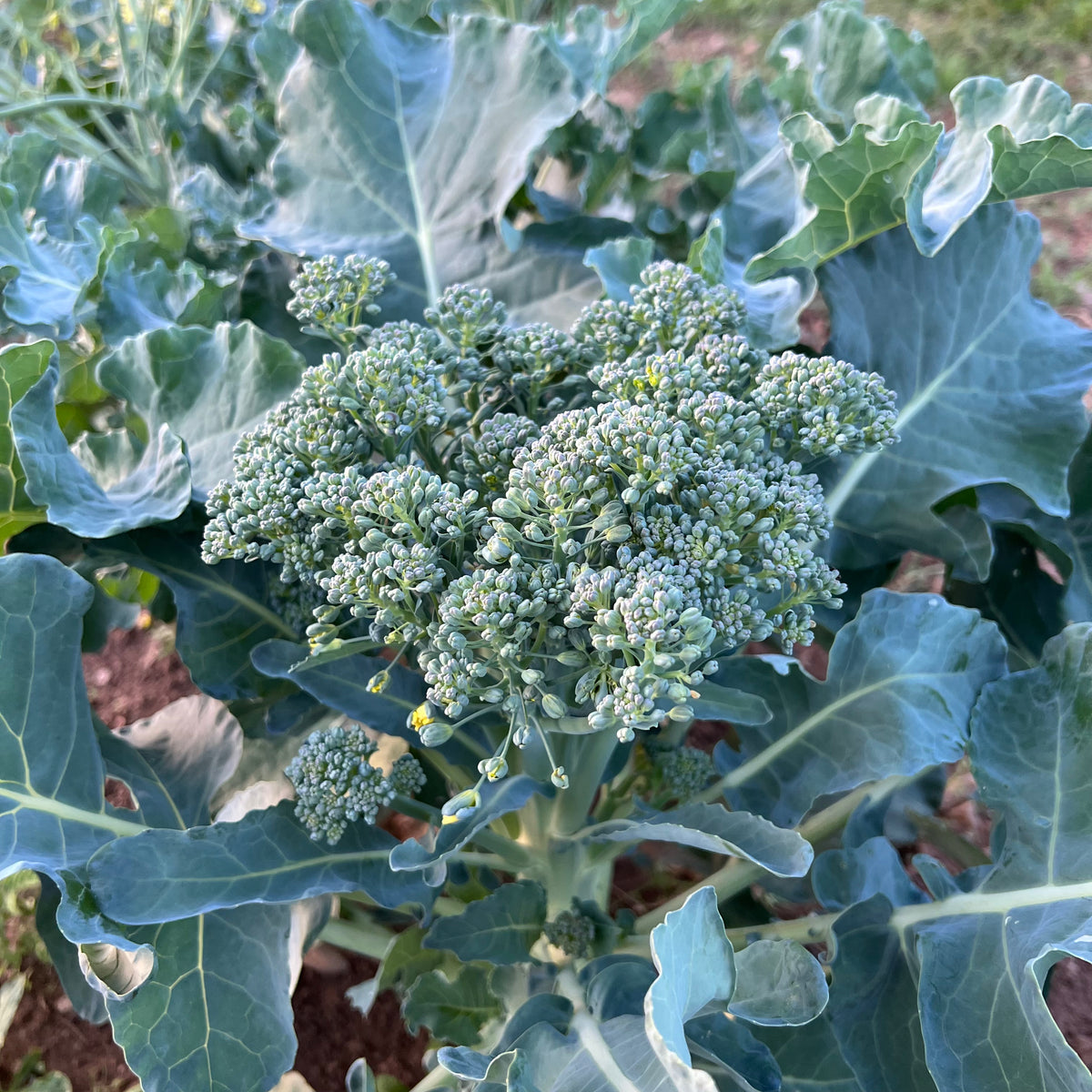 De Cicco Broccoli – Revival Seeds