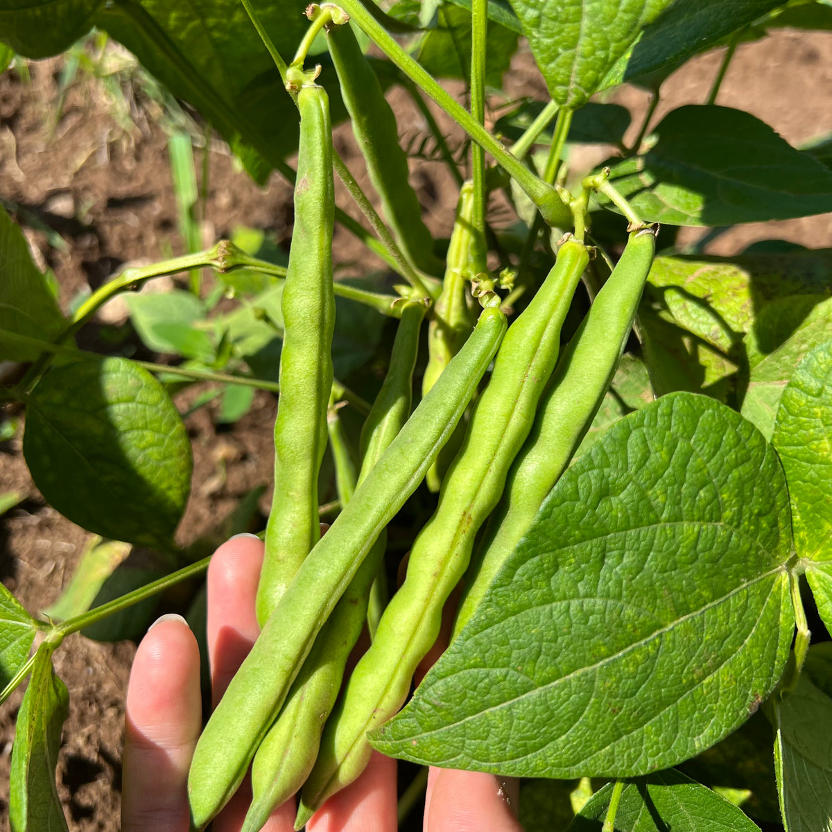 Bird Egg Blue Bush Bean – Revival Seeds
