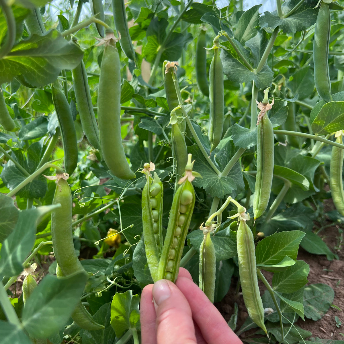 Homesteader Pea – Revival Seeds
