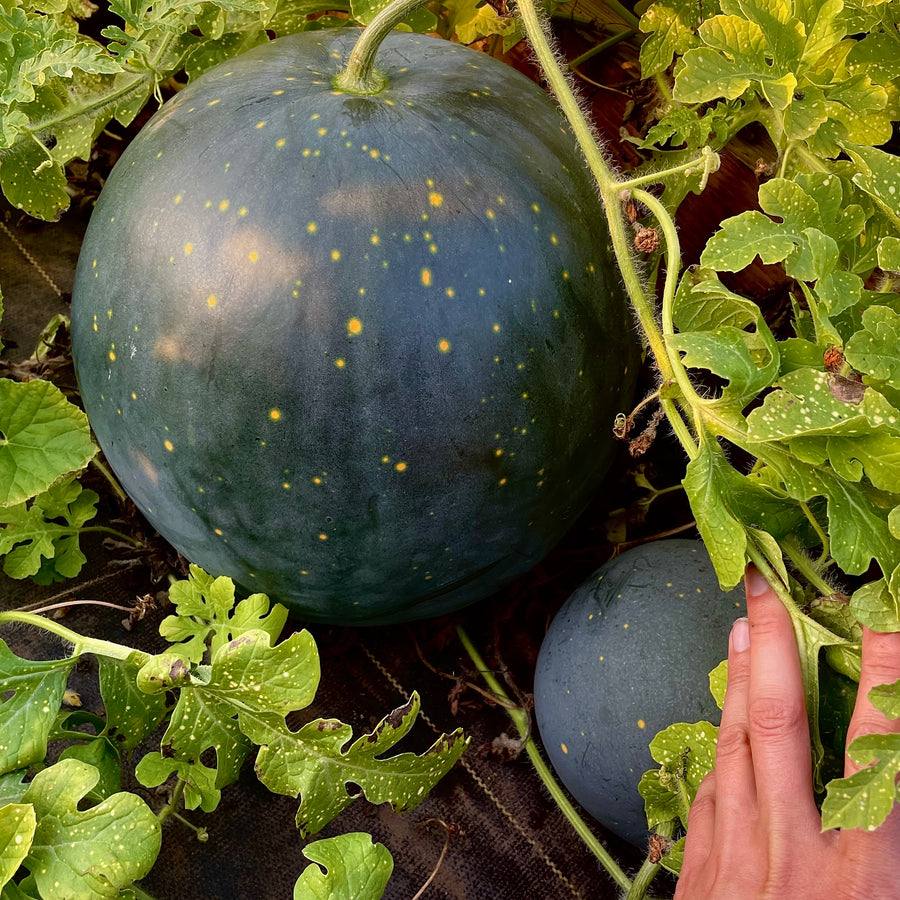 Moon & Stars Watermelon – Revival Seeds