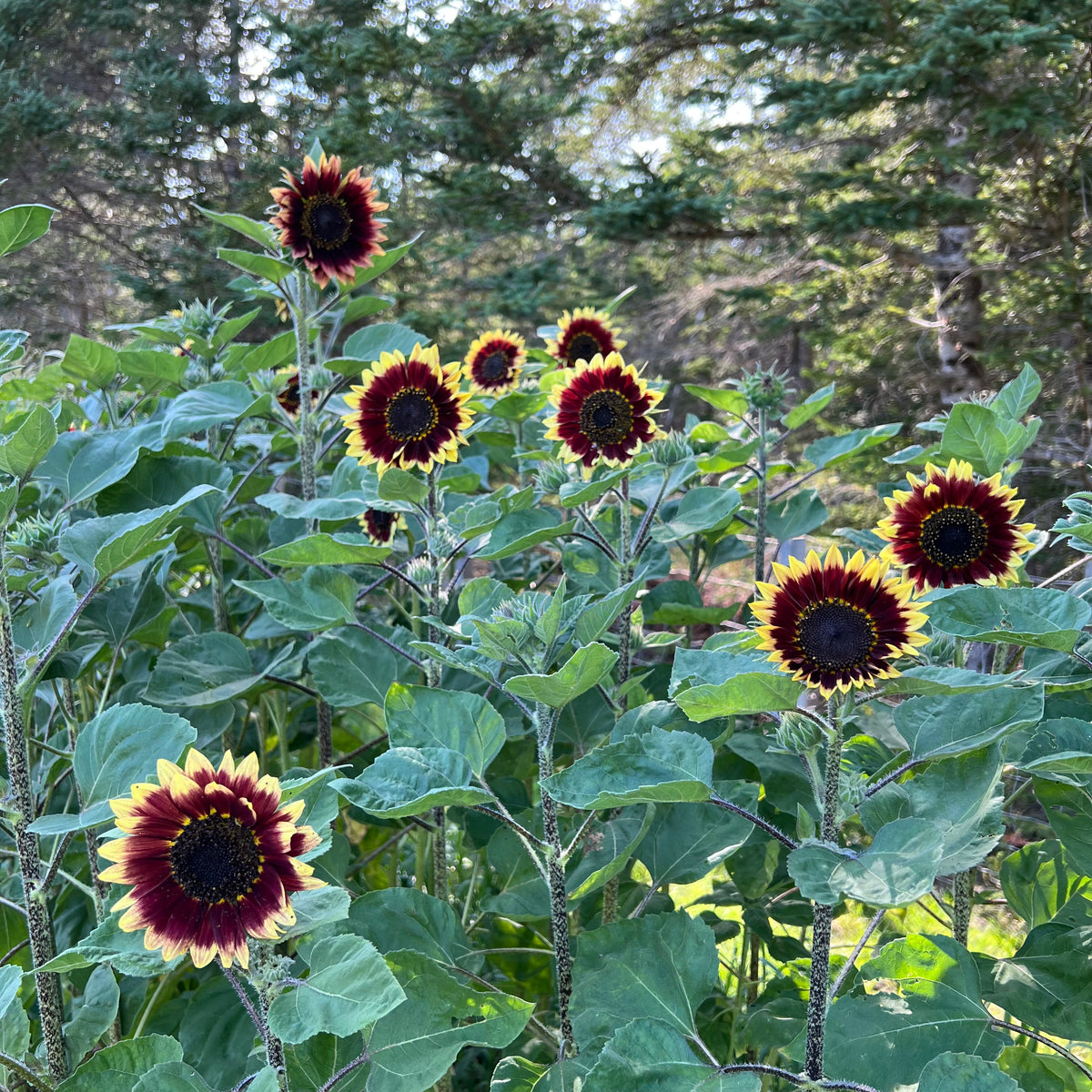 Florenza Sunflower – Revival Seeds