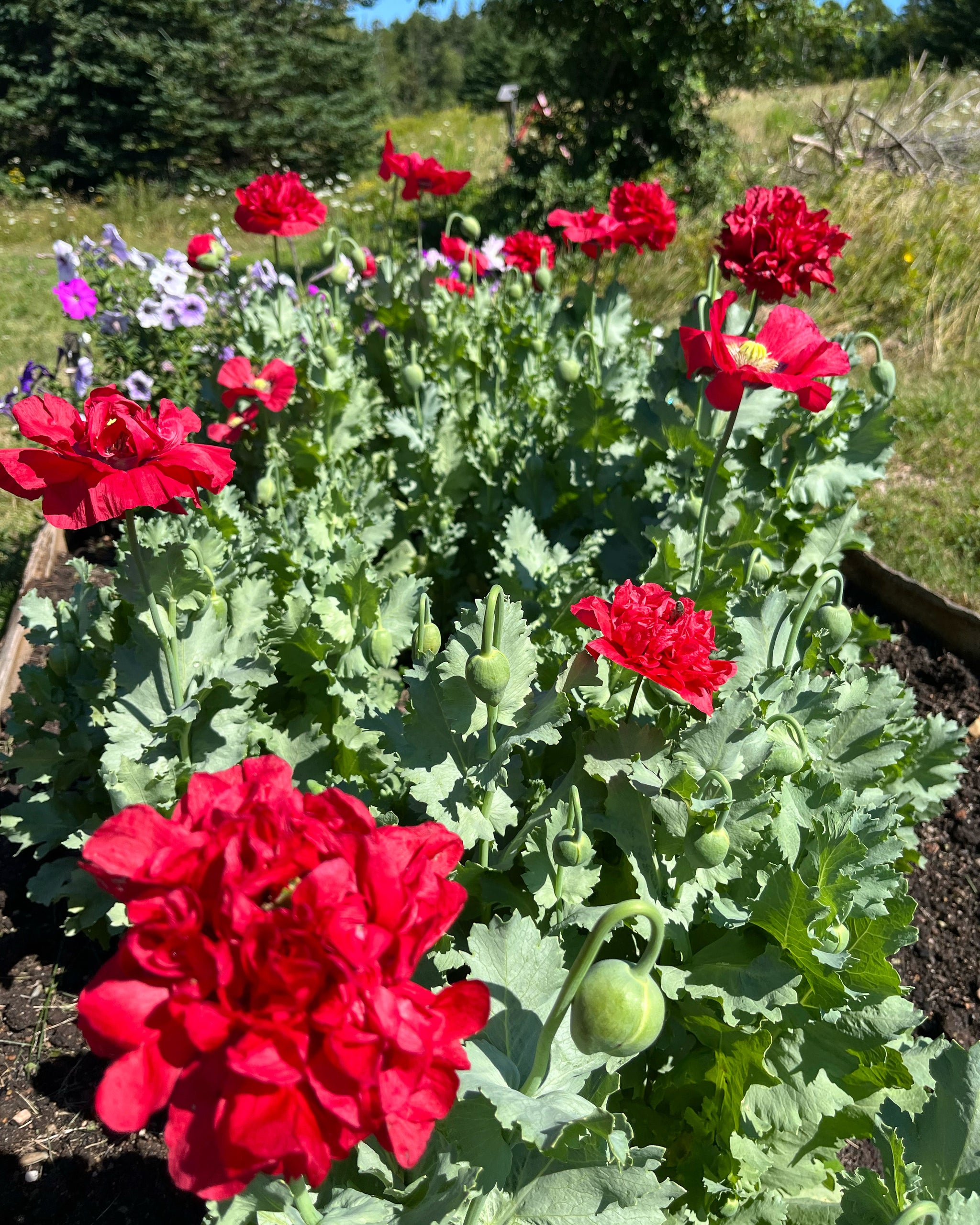 Antique-Red Poppy Mix - 'Nana Toots' – Revival Seeds