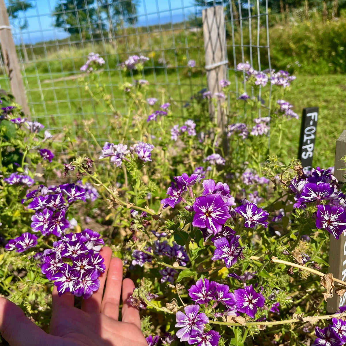 Sugar Stars Phlox – Revival Seeds