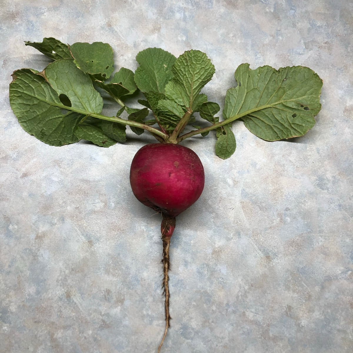 Early Scarlet Globe Radish – Revival Seeds