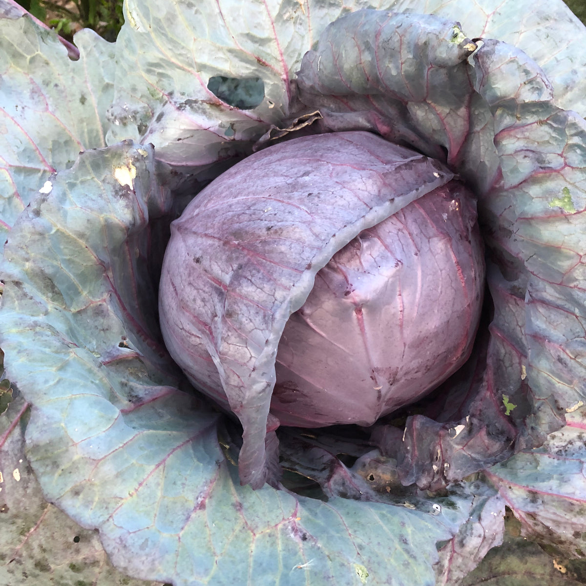 Mammoth Red Rock Cabbage – Revival Seeds