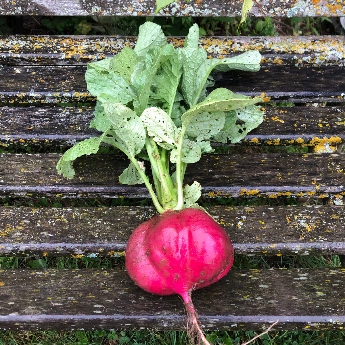 German Giant Radish (Stuttgart Red) – Revival Seeds