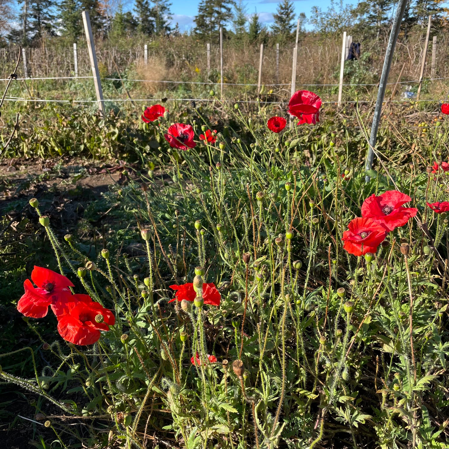 Flanders Red Poppy – Revival Seeds