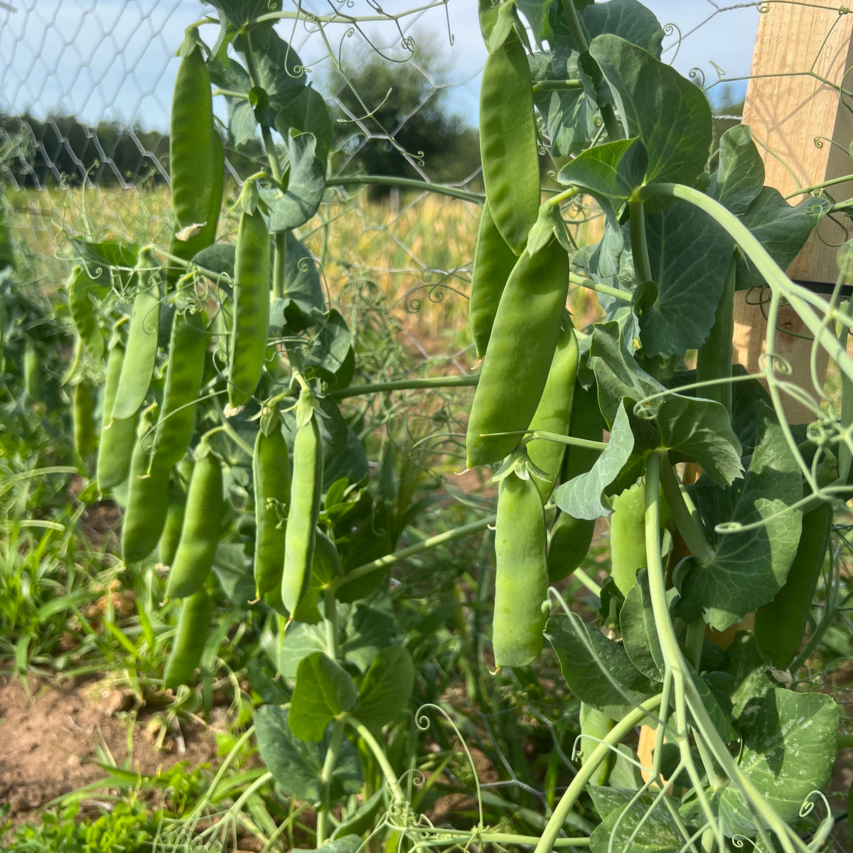 Snow Wind Hyper Tendril Pea – Revival Seeds