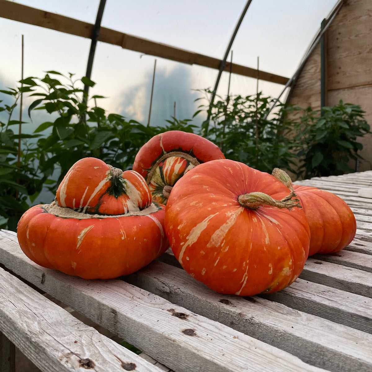 Turk's Turban Squash – Revival Seeds