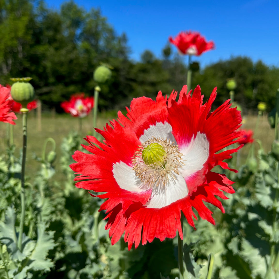 Danish Flag Poppy – Revival Seeds