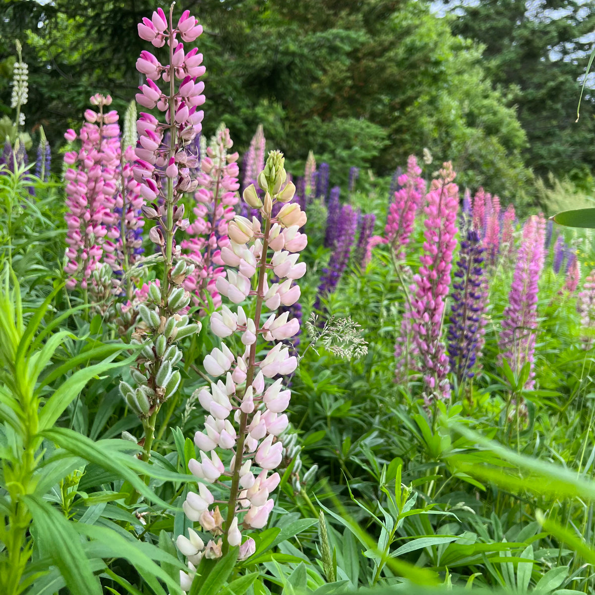 Nova Scotia Lupin Mix – Revival Seeds