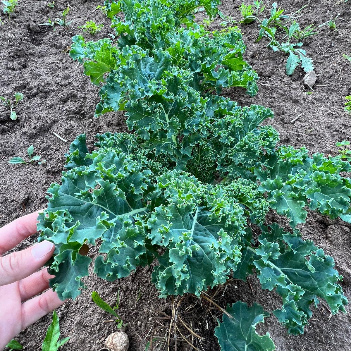 Dwarf Curled Scotch Kale – Revival Seeds