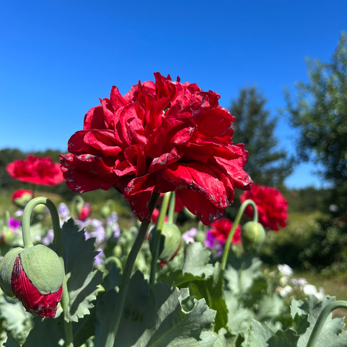 Antique-Red Poppy Mix - 'Nana Toots' – Revival Seeds