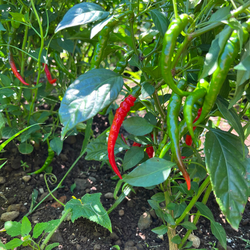 Joe's Long Cayenne Pepper – Revival Seeds