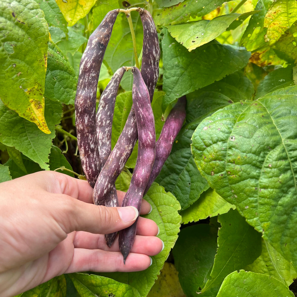 Dragon Tongue Bush Bean – Revival Seeds