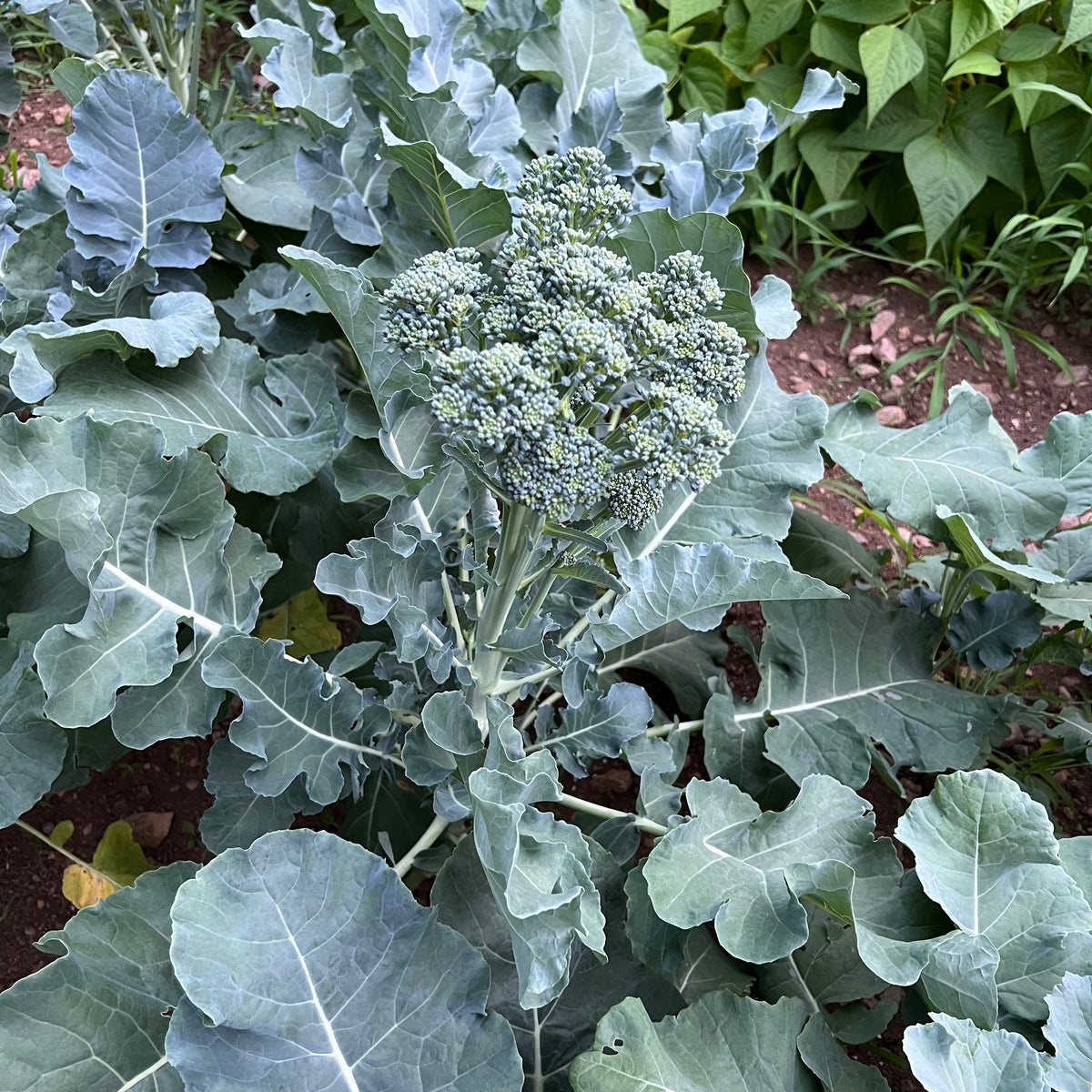 Calabrese Broccoli – Revival Seeds